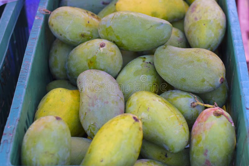 Mango in a container stock photo. Image of fresh, juicy - 210444658