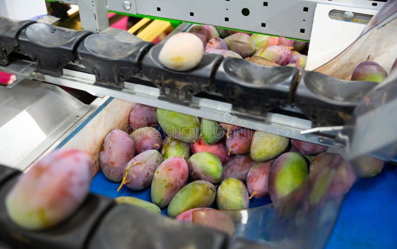 Mango on Conveyor Belt of Sorting Line Stock Photo - Image of ...