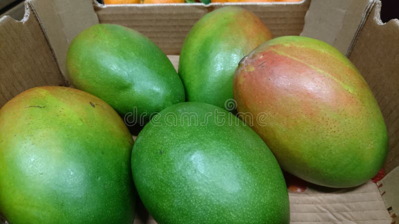 Mango in crate in shop stock photo. Image of mango, fruit - 168346906