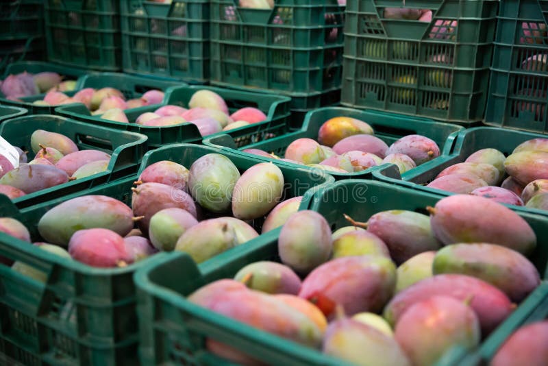 Mango in Crates in Fruit Packaging Warehouse Stock Image - Image of ...