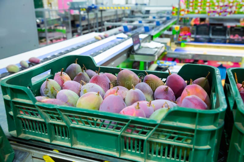 Mango in Crates in Fruit Packaging Warehouse Stock Image - Image of ...