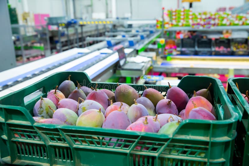 Mango in Crates in Fruit Packaging Warehouse Stock Photo - Image of ...