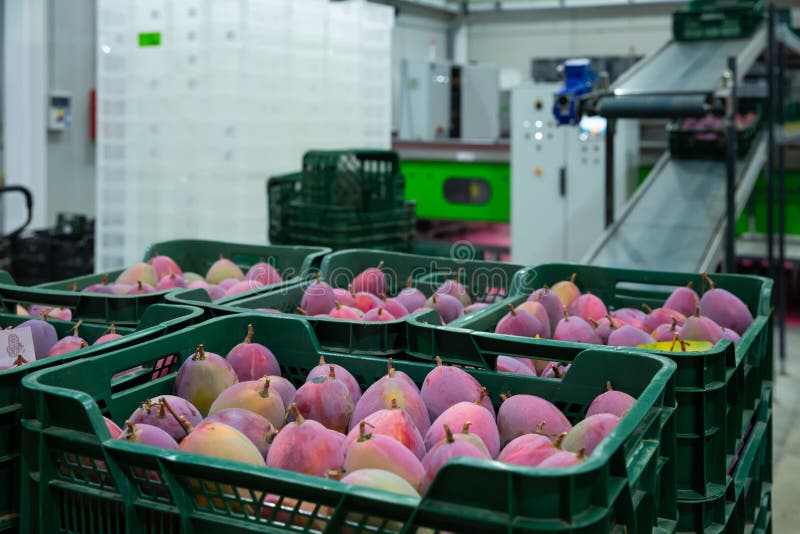 Mango in Crates in Fruit Packaging Warehouse Stock Photo - Image of ...