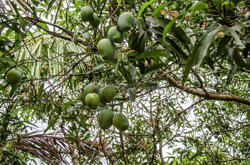 Mango crop stock image. Image of diet, food, plantation - 337741697
