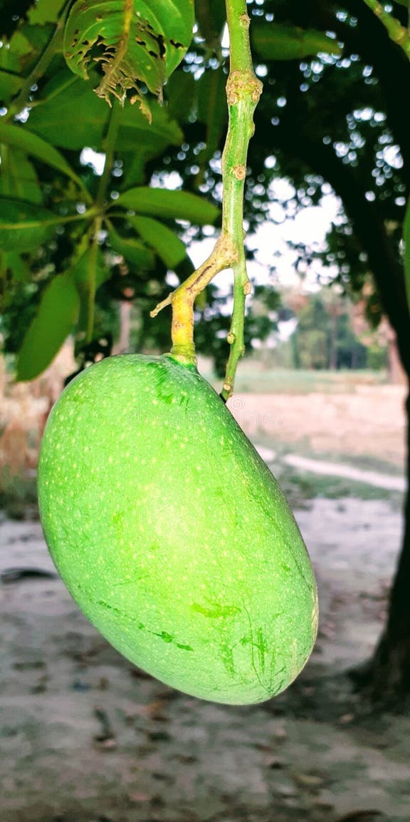 Mango stock photo. Image of kachha, mango, dashhari - 147039274