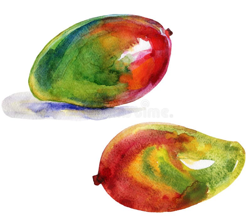 Mango de la acuarela stock de ilustración. Ilustración de sano - 118408229