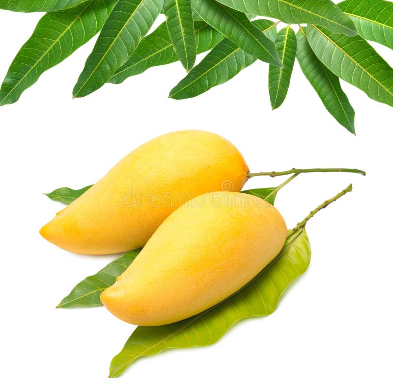 Mango De Oro Dulce Aislado En El Fondo Blanco Foto de archivo - Imagen ...