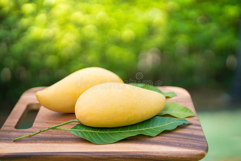 Mango De Oro Dulce Aislado En El Fondo Blanco Imagen de archivo ...