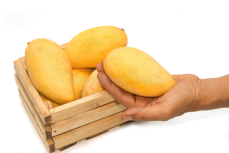 Fruta de oro del mango foto de archivo. Imagen de sabroso - 54405806