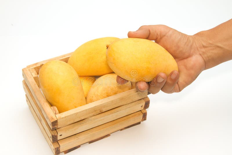 Mango De Oro Bajo Fondo Blanco Foto de archivo - Imagen de dorado ...