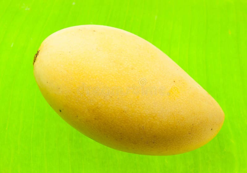Mango del oro imagen de archivo. Imagen de bocado, fruta - 42617583
