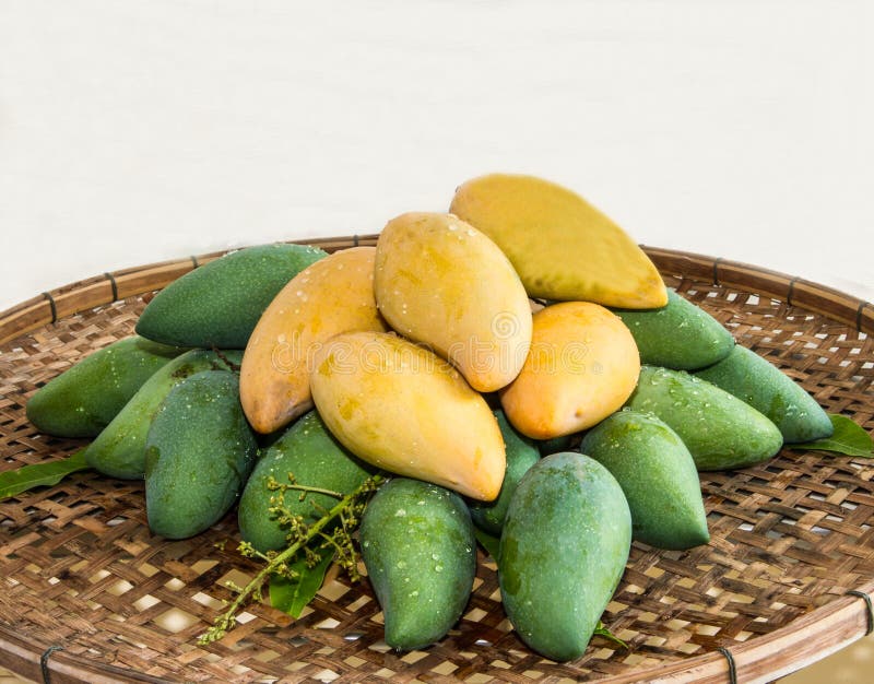 Mango stock photo. Image of food, fruit, color, thailand - 39892958