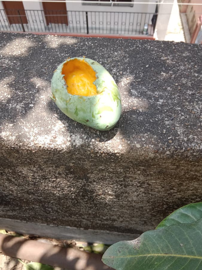Mango eat by bird stock image. Image of color, details - 248246653