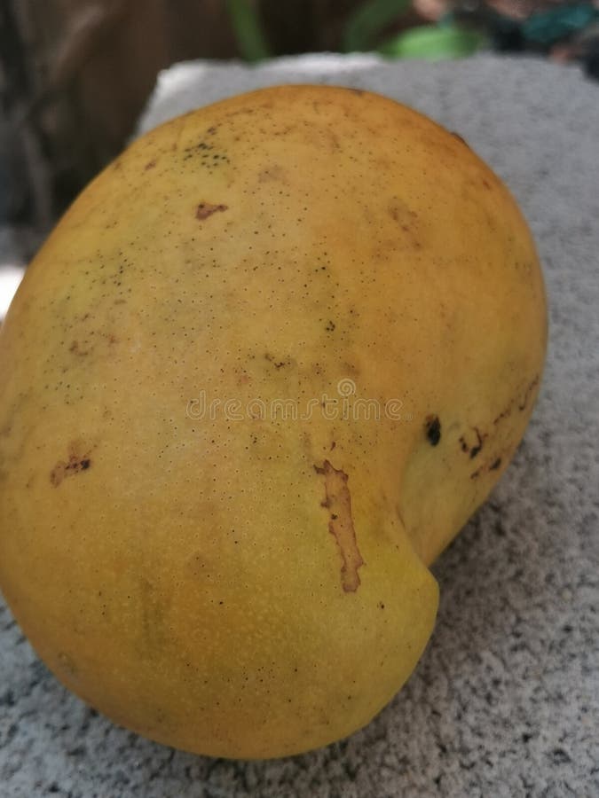 A Mango is an Edible Stone Fruit Produced by the Tropical Tree ...