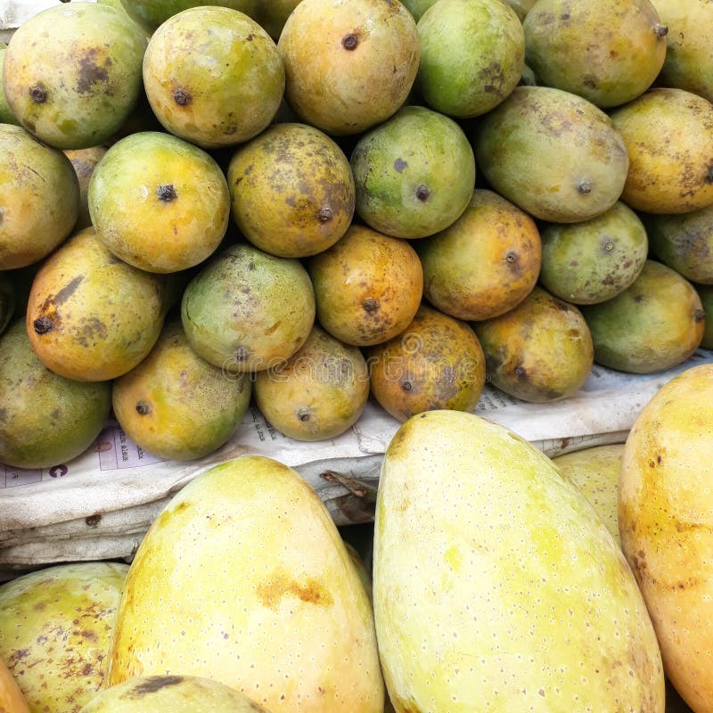 A Mango is an Edible Stone Fruit Produced by the Tropical Tree ...