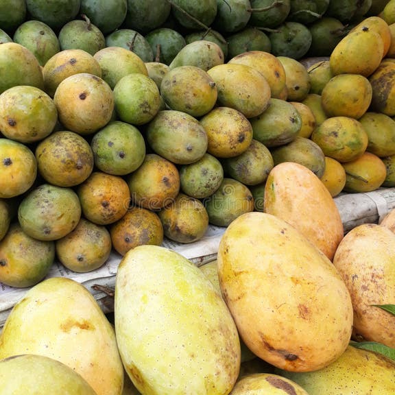 A Mango is an Edible Stone Fruit Produced by the Tropical Tree ...