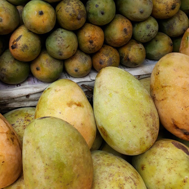 A Mango is an Edible Stone Fruit Produced by the Tropical Tree ...