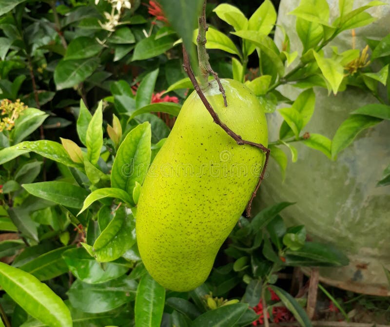 A Mango is an Edible Stone Fruit Produced by the Tropical Tree ...