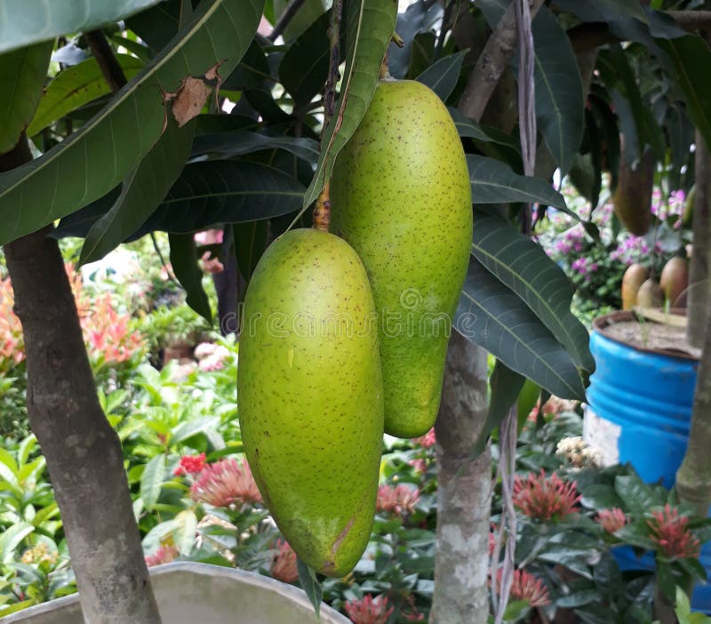 A Mango is an Edible Stone Fruit Produced by the Tropical Tree ...