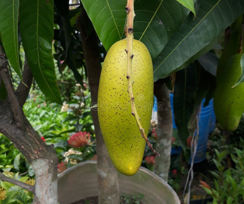 A Mango is an Edible Stone Fruit Produced by the Tropical Tree ...