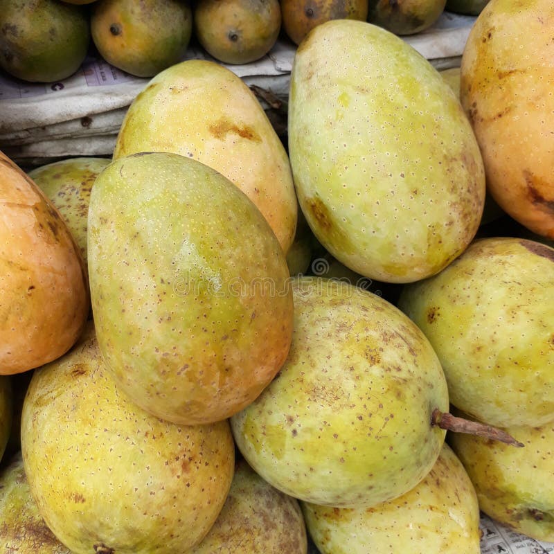 A Mango is an Edible Stone Fruit Produced by the Tropical Tree ...