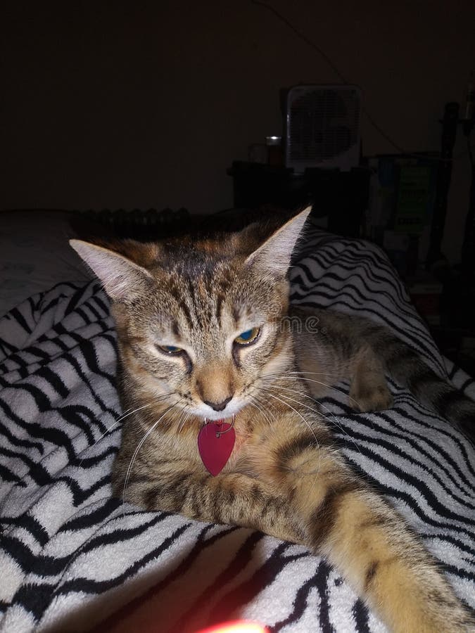 Mango el gatito imagen de archivo. Imagen de animales - 162009837