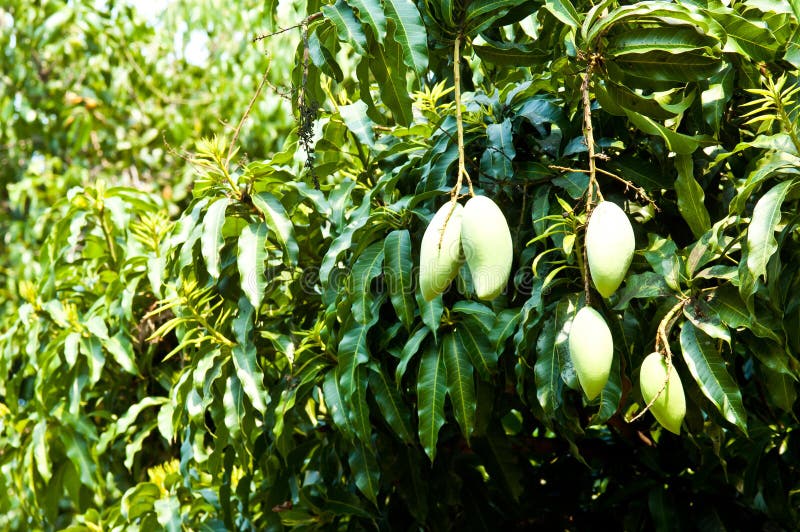 Árbol de mango imagen de archivo. Imagen de tropical, fruta - 9742865