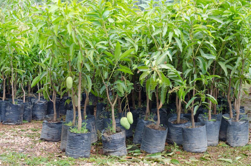 Mango engraft stock image. Image of cuttings, join, sprout - 56250175