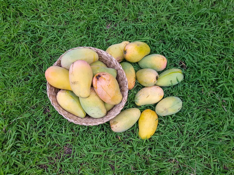 Few Bright Yellow Mangoes in the Basket Stock Image - Image of dessert ...