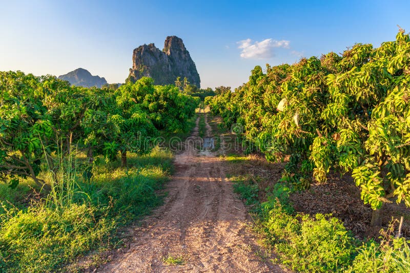 Mango Farm stock image. Image of mango, plantation, product - 65127717