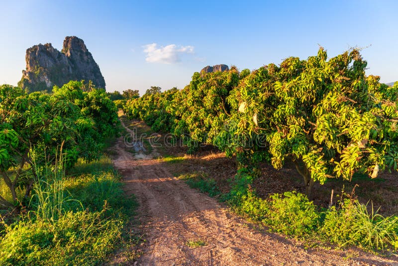 Mango Farm stock photo. Image of mango, cloud, farm, garden - 65127782