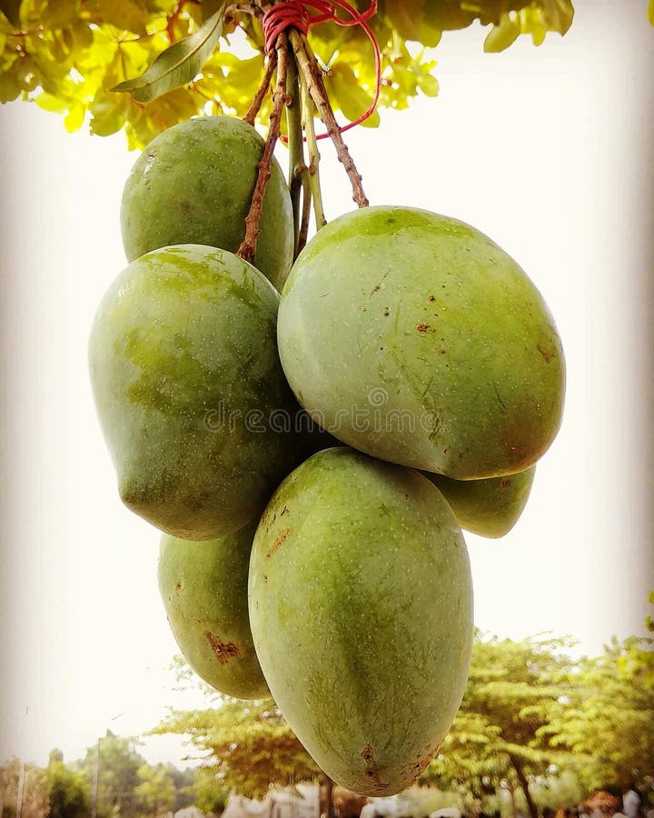 Mango stock image. Image of mango, farm, fresh - 92526551