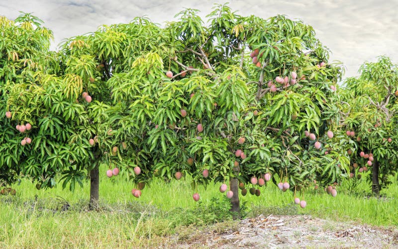 Mango Farm in Mareeba Australia Stock Image - Image of pride, farm ...