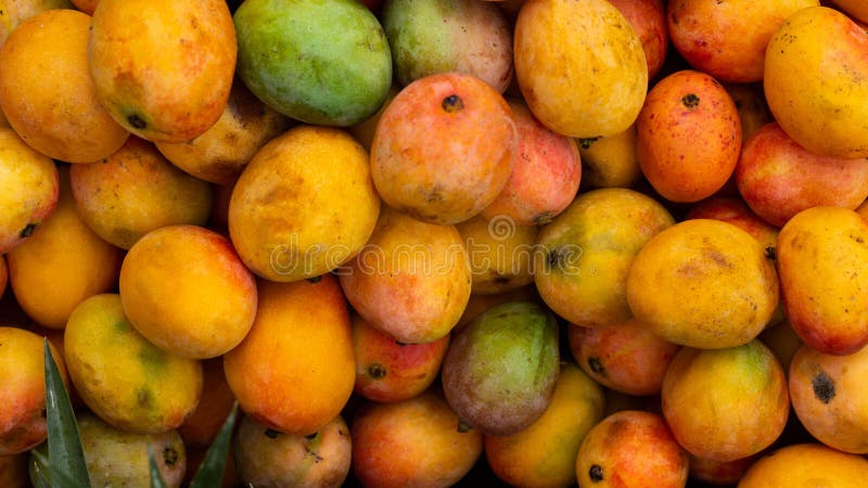 Mango at Farmers Market - Mangifera Indica Stock Image - Image of ...