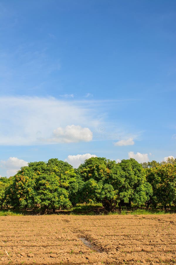 Mango Field, Mango Farm with Blue Sky Background. Agricultural Con ...