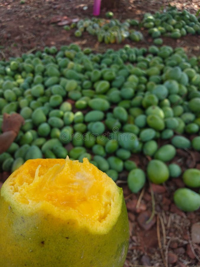 Mango Field, Mango Farm with Blue Sky Background. Agricultural Con ...