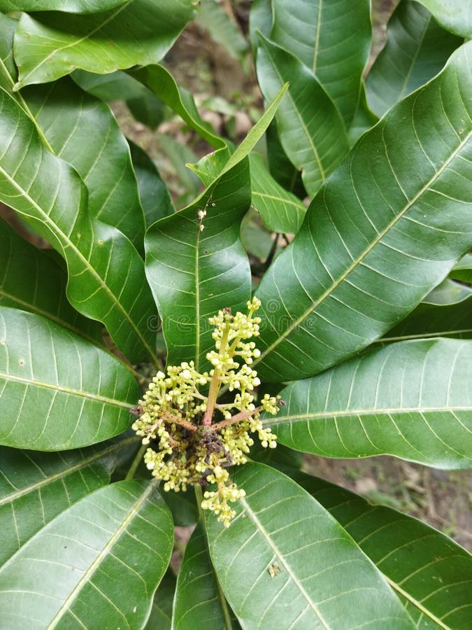 Mango Flower Attacked by Fungus Stock Photo - Image of flower, attacked ...