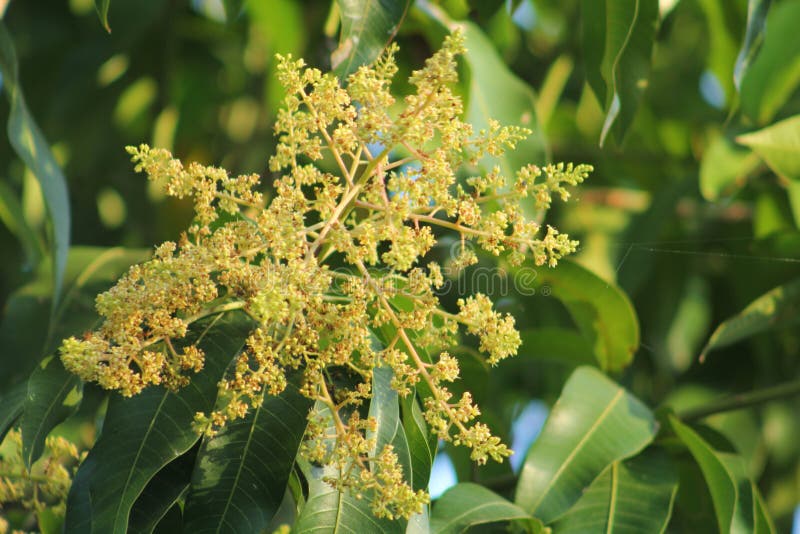 The mango flower stock image. Image of landscape, tree - 80710231