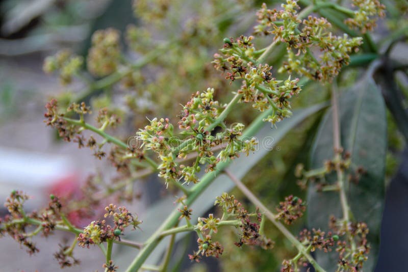 Mango Flower, a Branch of Inflorescence Mango Flower Stock Image ...