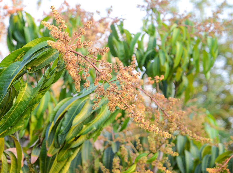 Mango Flower, a Branch of Inflorescence Mango Flower Stock Image ...
