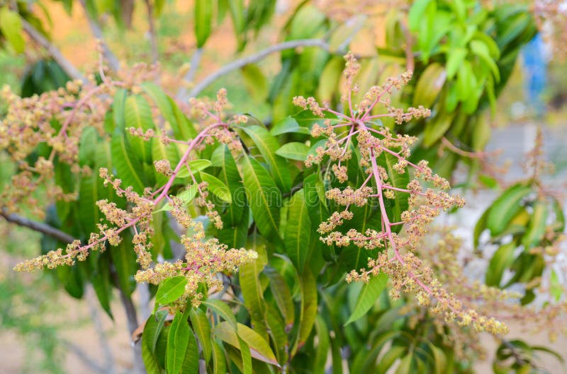 Mango Flower, a Branch of Inflorescence Mango Flower Stock Image ...