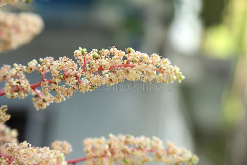 Mango Flower, a Branch of Inflorescence Mango Flower. Stock Photo ...