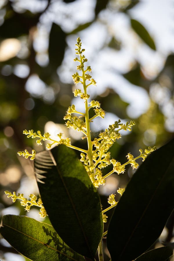 Mango flower stock image. Image of leaf, nature, eating - 269600275