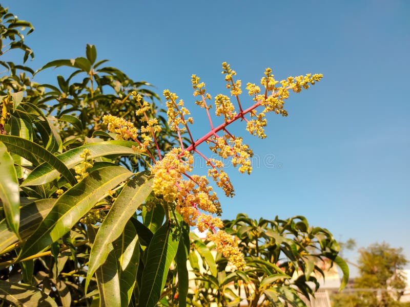 Mango Flower Buds are Blooming on the Tree. Stock Image - Image of ...
