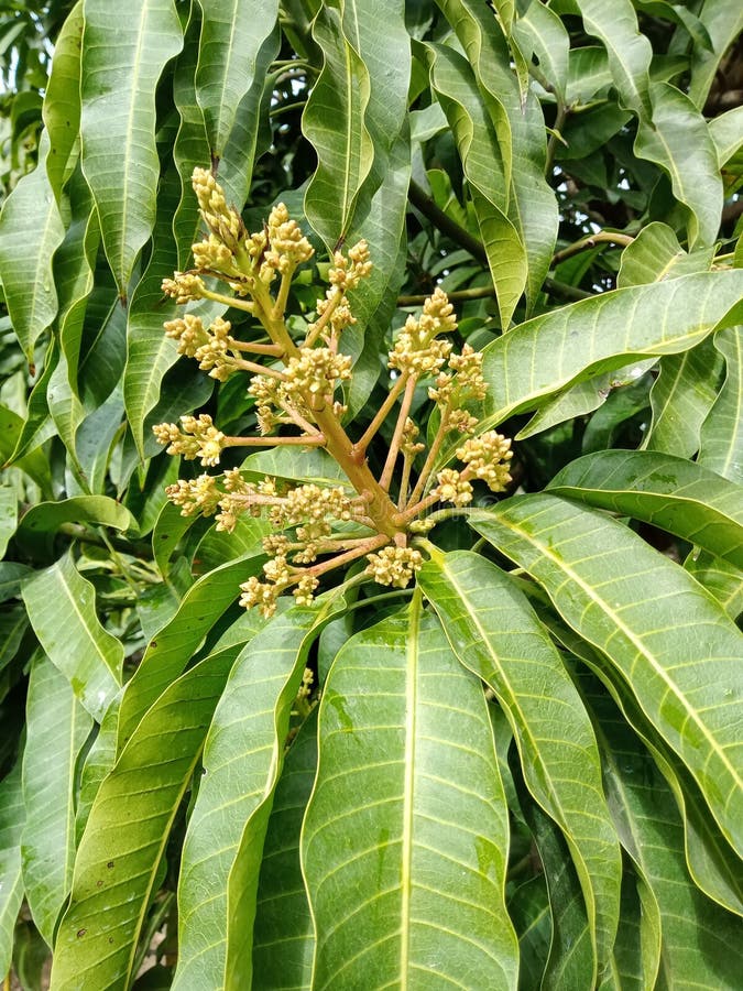 Mango Flower Closeup on Mango Tree in a Garden Stock Photo - Image of ...