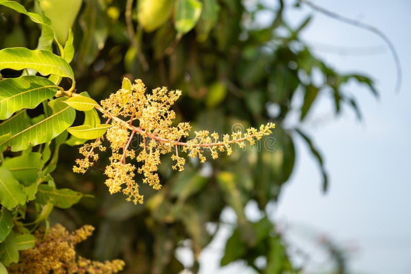 Mango Flower Cluster, Young Mango Fruit Buds Stock Image - Image of ...