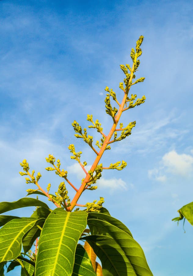 Mango flower stock photo. Image of agriculture, plants - 50113666