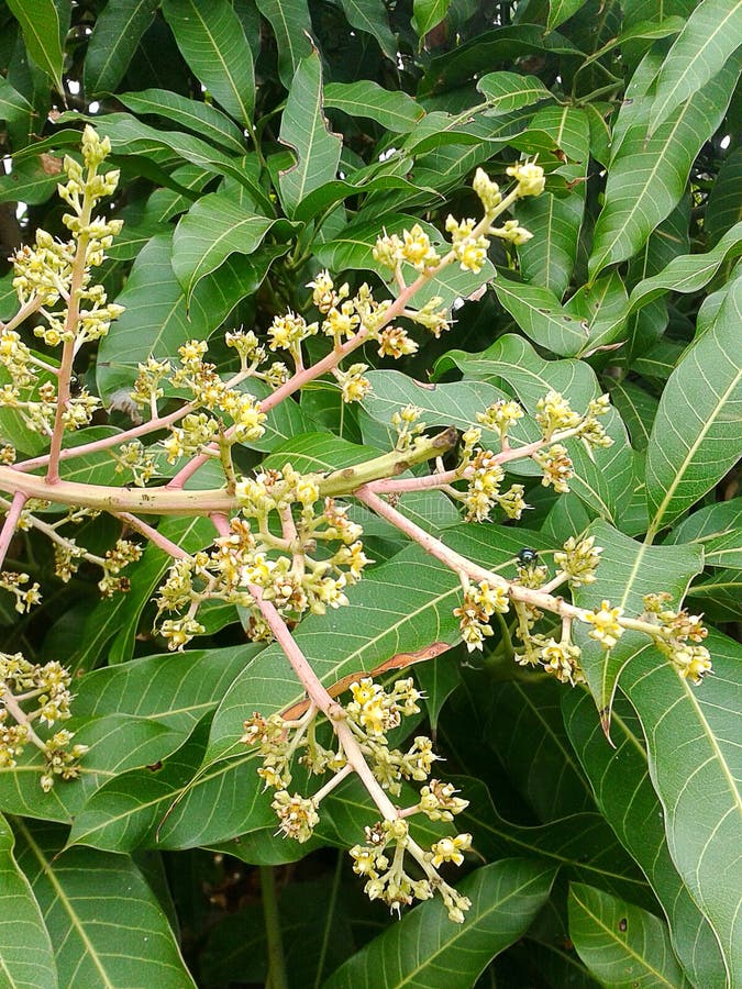 Mango flower stock photo. Image of garden, leaves, tree - 53492252