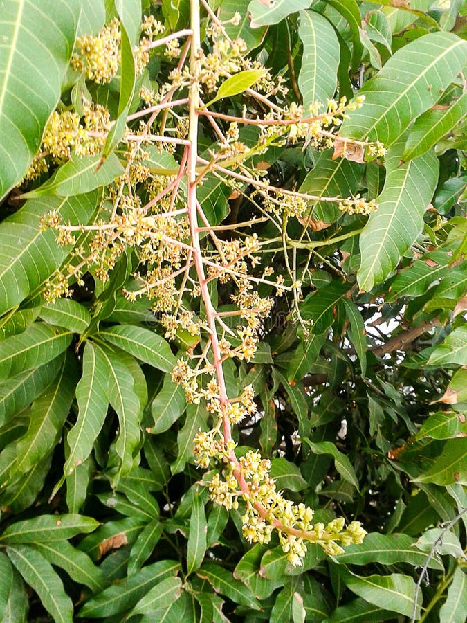 Mango flower stock image. Image of foliage, leaves, floral - 53656991