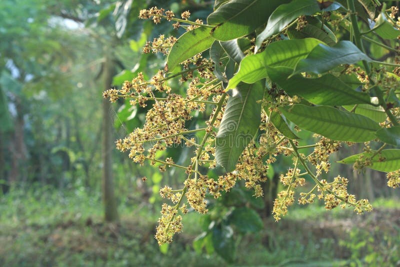 Mango flower stock photo. Image of outdoor, color, colorful - 62830730